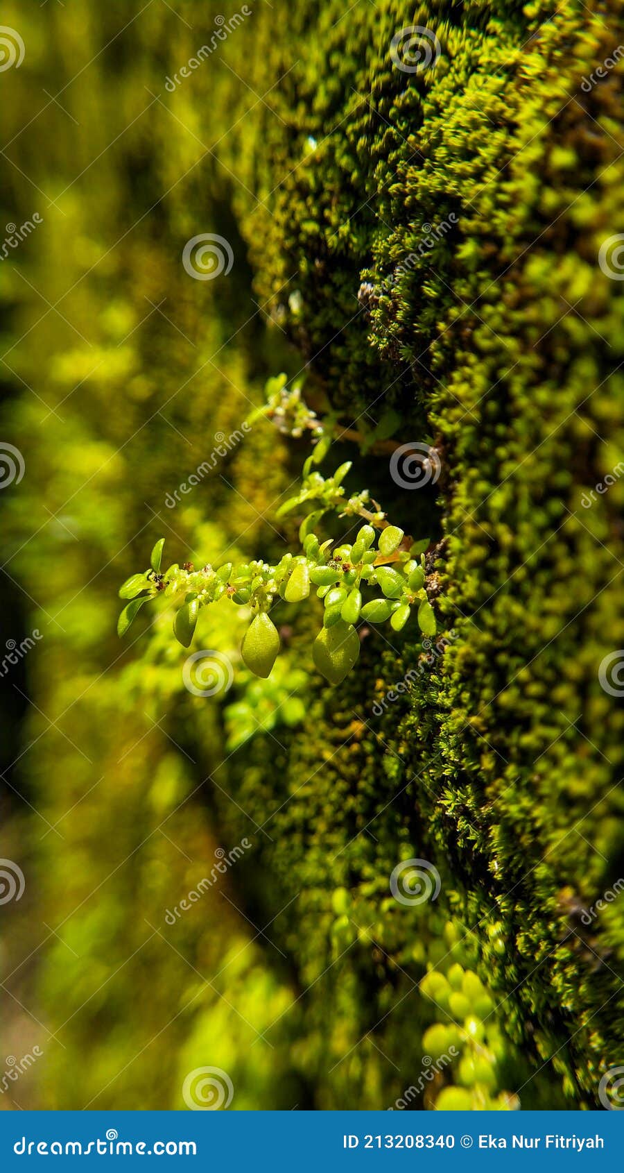 Moss growing on damp walls stock photo. Image of moss - 213208340