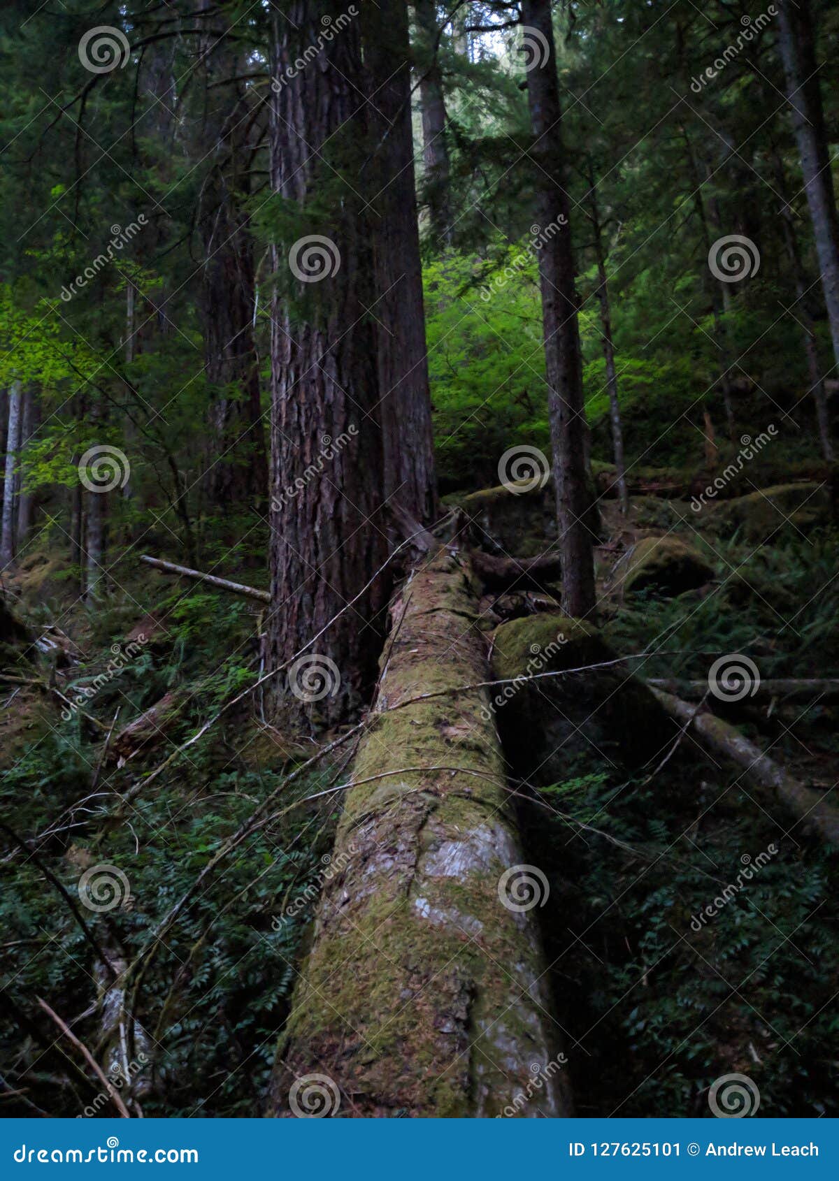Down tree in forest stock image. Image of tree, growing - 127625101