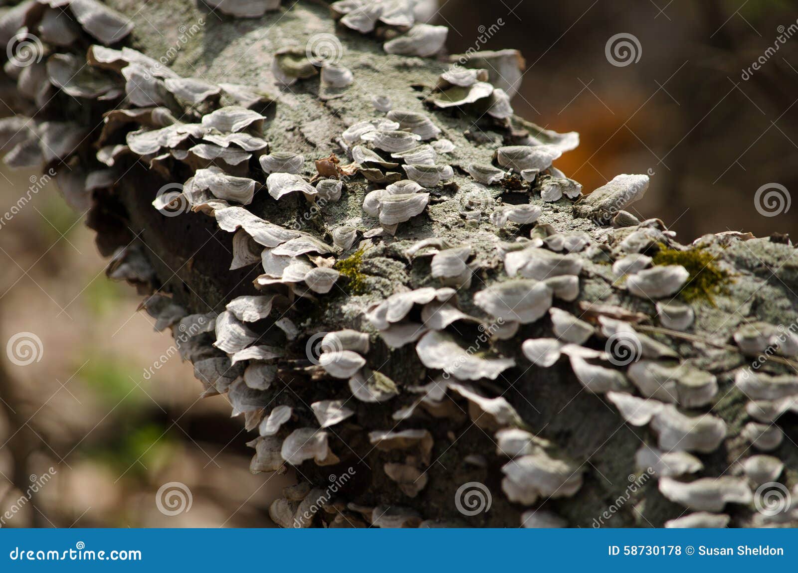 Moss Growing on a Fallen Log Stock Photo - Image of woods, sunshine ...