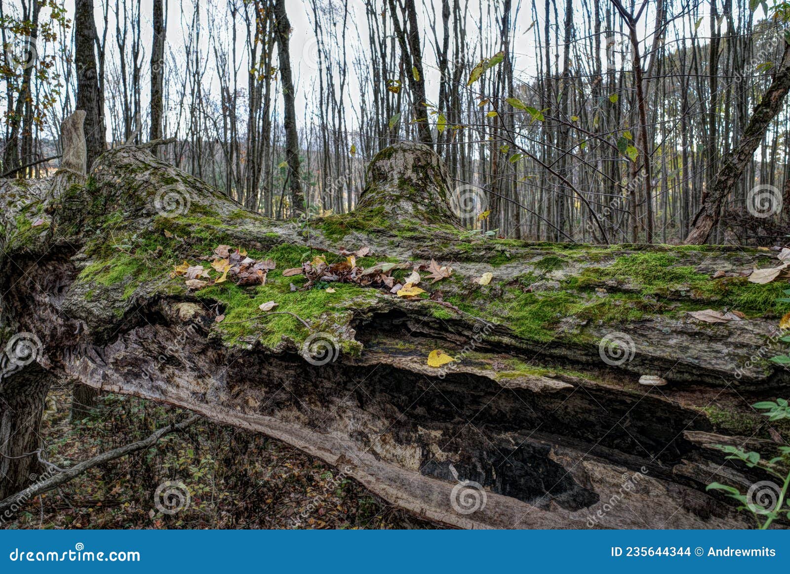 Moss Growing on Fallen Tree Stock Photo - Image of fallen, moss: 235644344