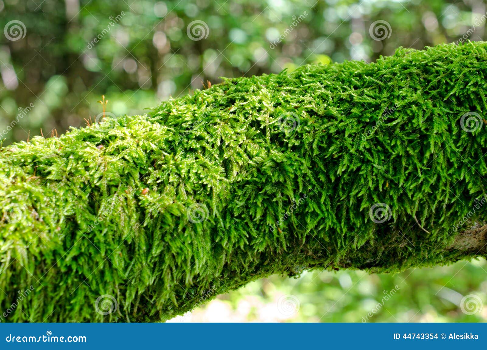 Moss Growing on Fallen Tree Trunk Stock Photo - Image of trunk, forest ...