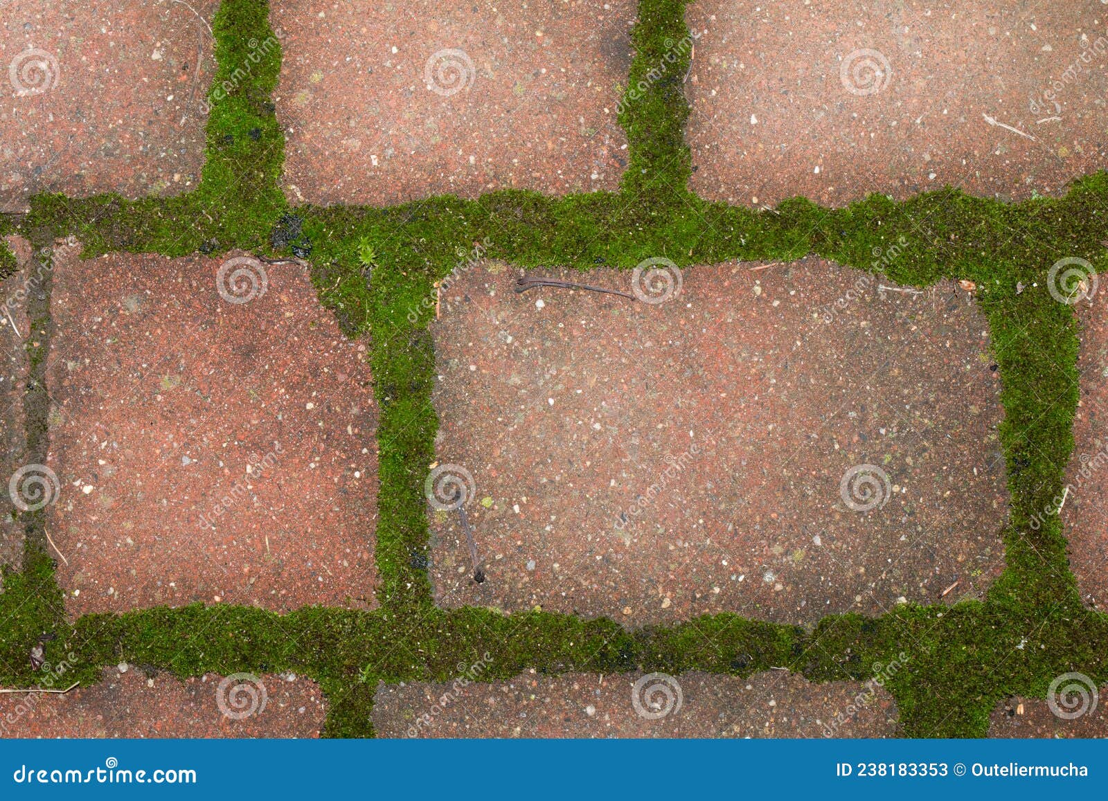 Moss Growing in the Joints between the Paving Stones Stock Image ...