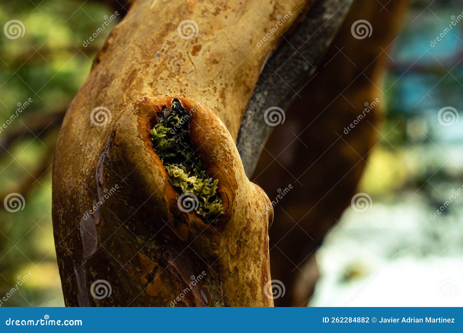 Moss Growing in a Knot of an Arrayan Tree. Los Alerces National Park ...