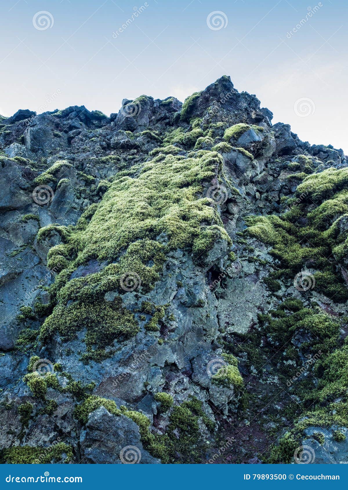 Moss Growing on Lava Rock stock photo. Image of green - 79893500