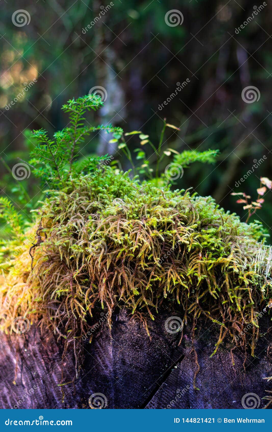 Moss Growing on a Log stock image. Image of leaves, tree - 144821421