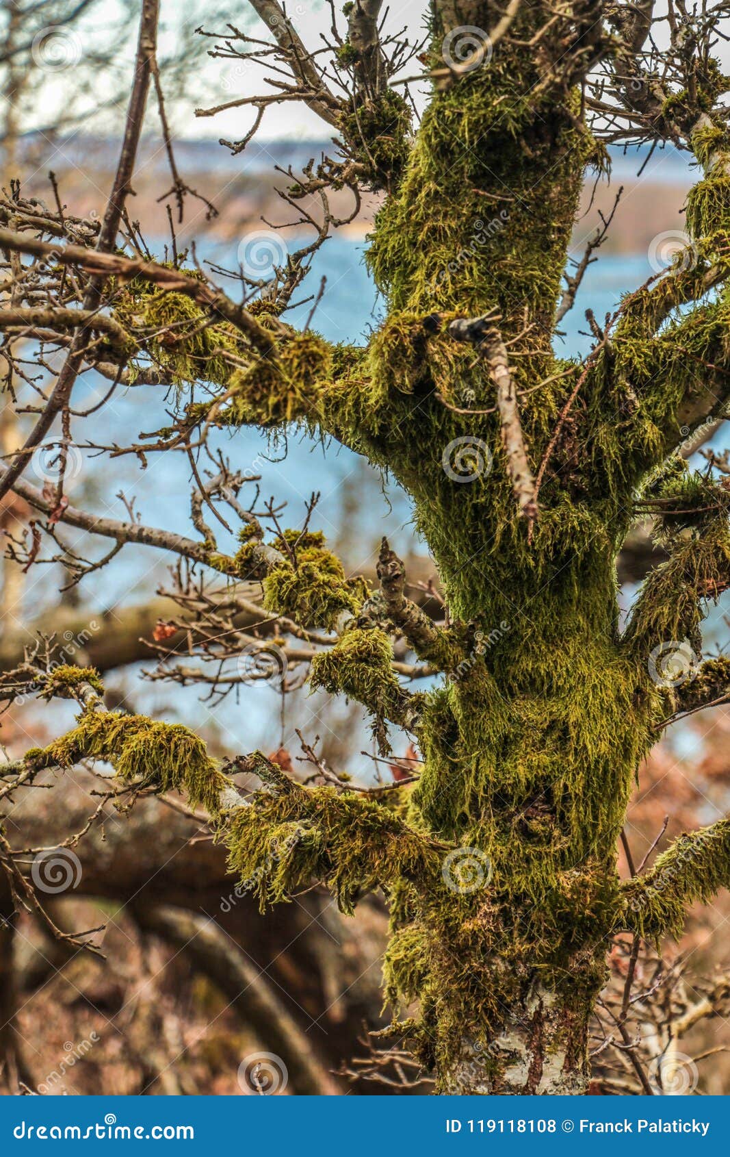 Moss Growing on an Old Tree Branches Stock Photo - Image of tall ...
