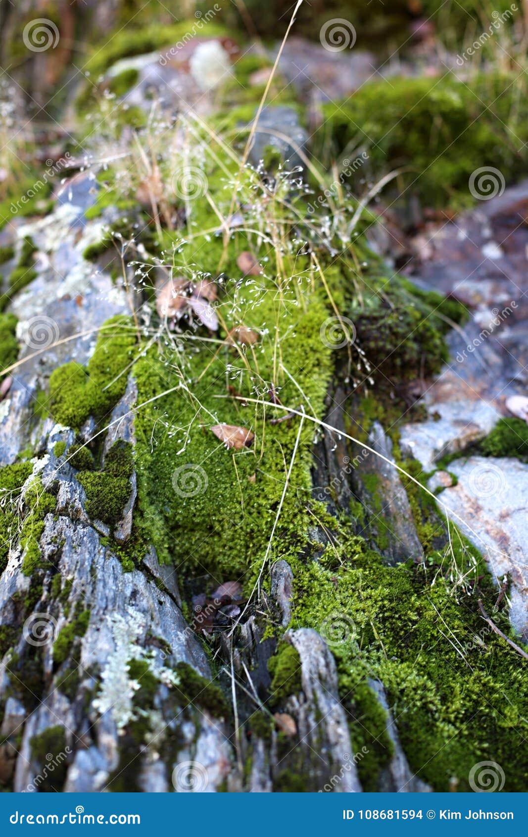 Moss stock photo. Image of growing, shade, rock, moss - 108681594