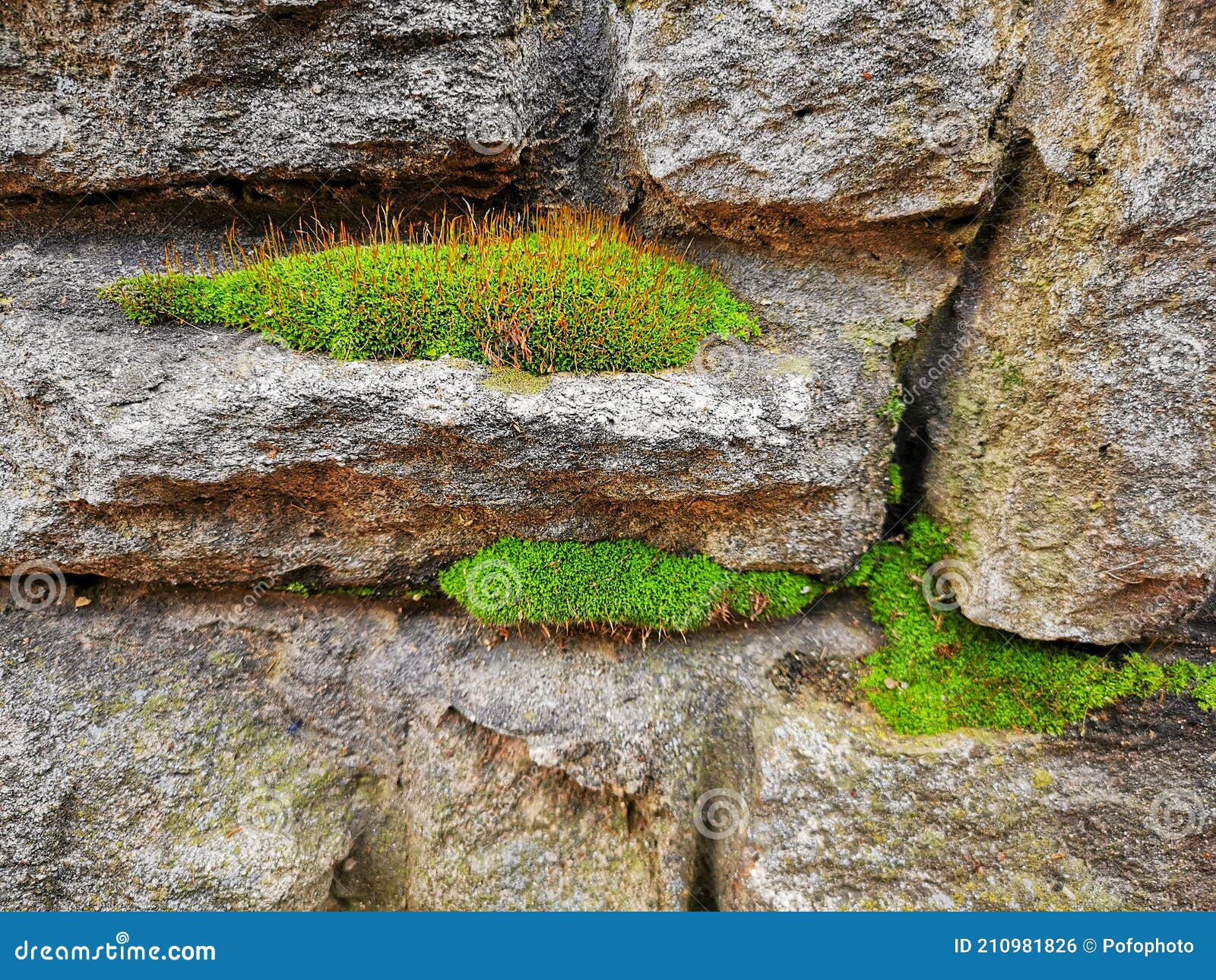 Moss Growing on Rocks stock photo. Image of outdoors - 210981826