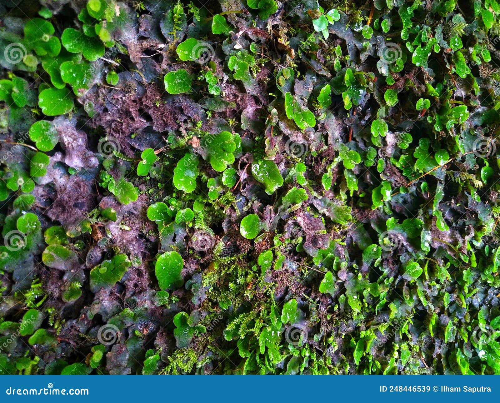 Moss growing on the rocks stock image. Image of shrub - 248446539