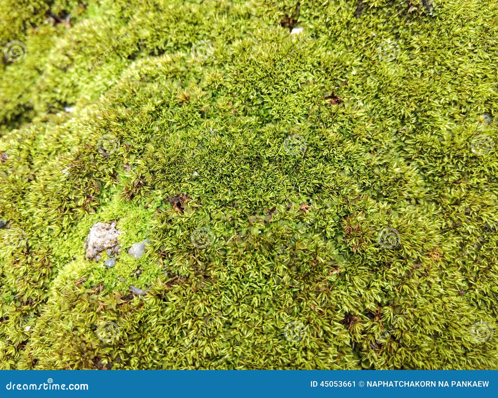Moss growing on rocks. stock image. Image of texture - 45053661