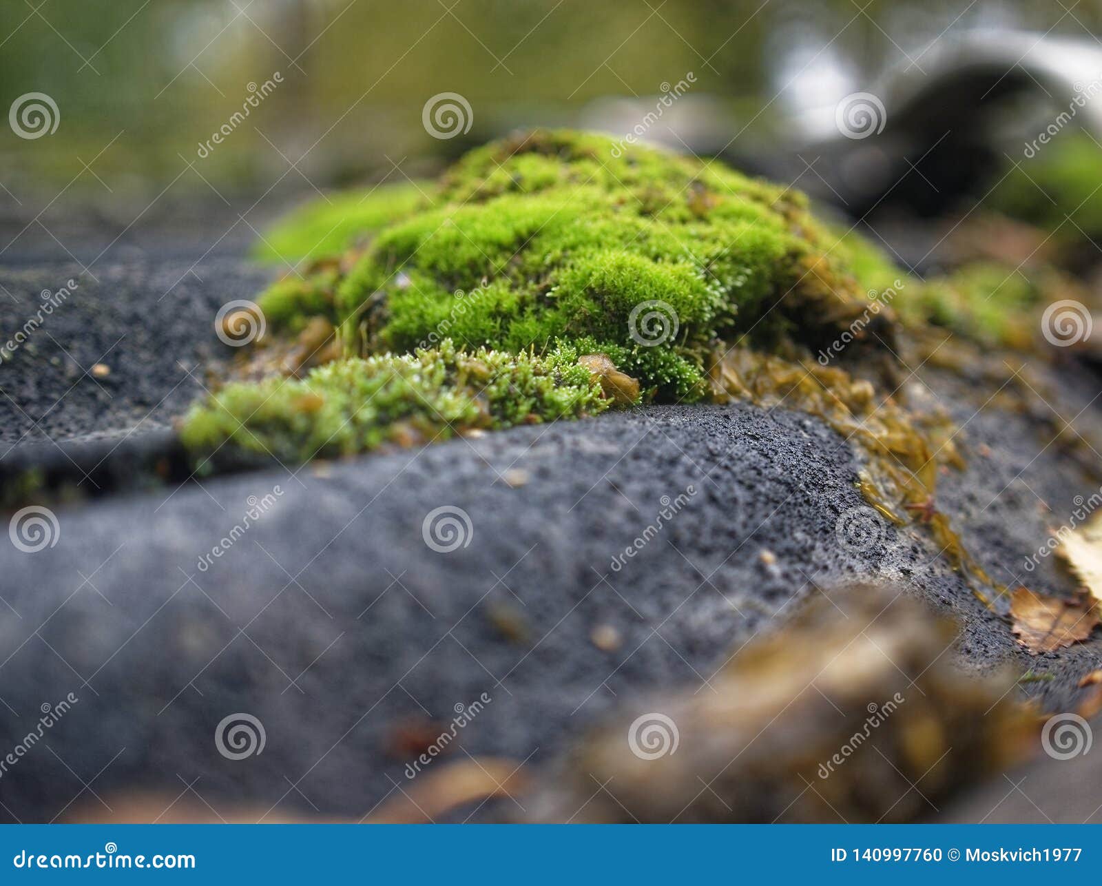 Moss Growing on the Roof Slate, Russia Stock Photo - Image of building ...