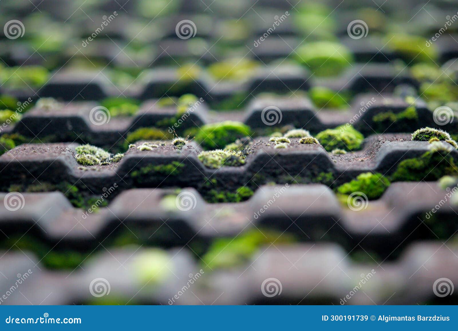 Moss Growing on the Roof Tiles. Close Up Stock Image - Image of growing ...