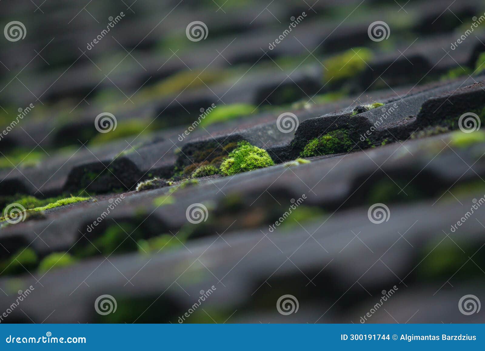 Moss Growing on the Roof Tiles. Close Up Stock Photo - Image of ...