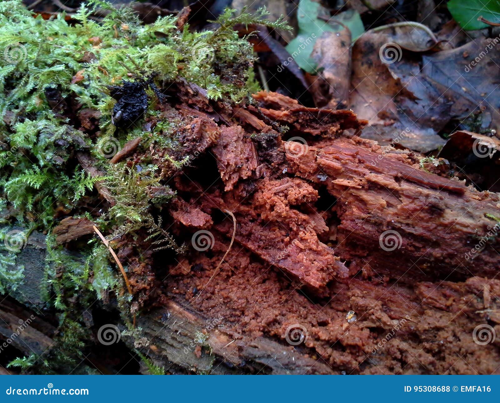 Moss Growing on Rotten Wood Stock Photo - Image of autumn, green: 95308688