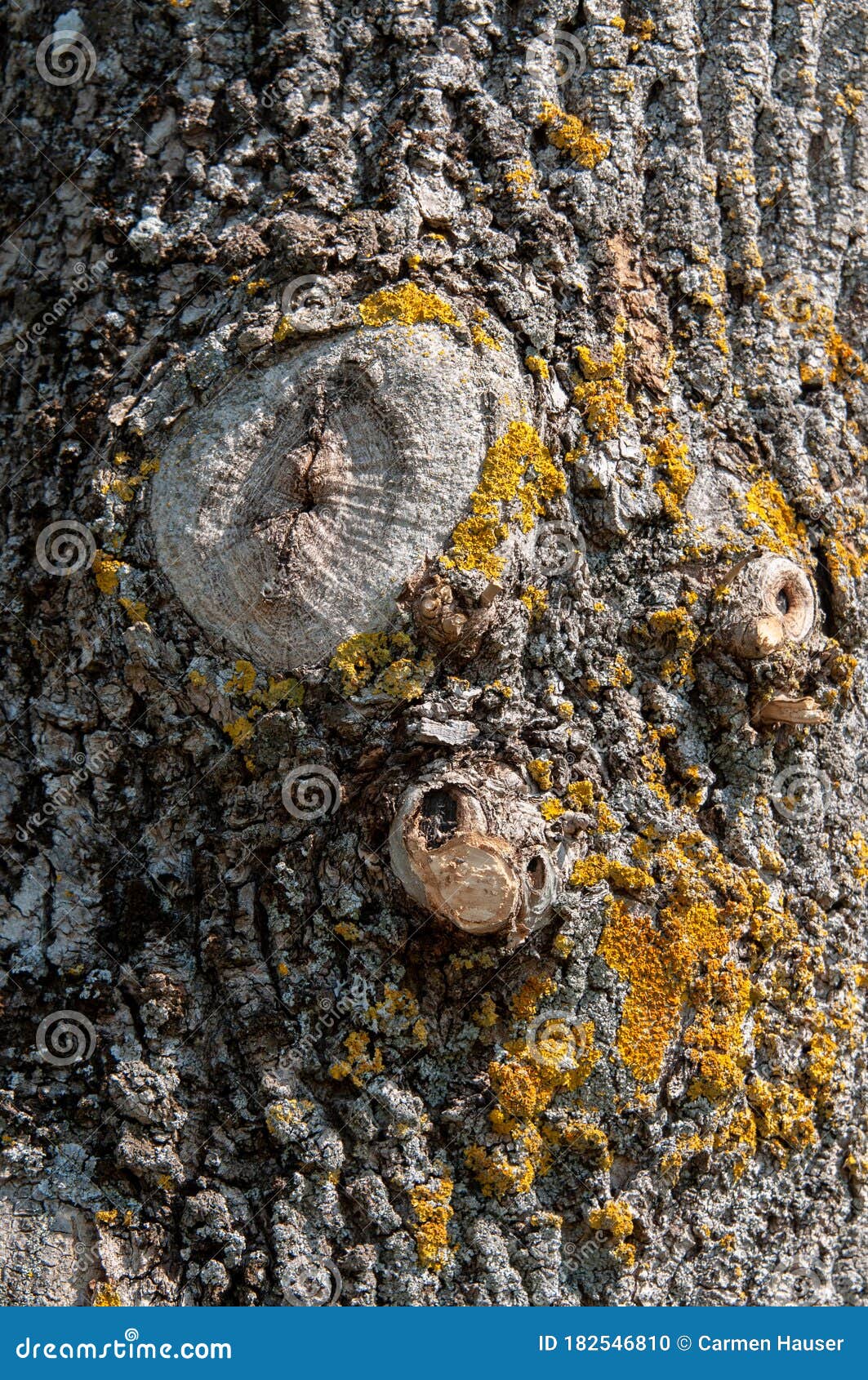 Moss Growing on Rough Bark of a Linden Tree Stock Photo - Image of ...
