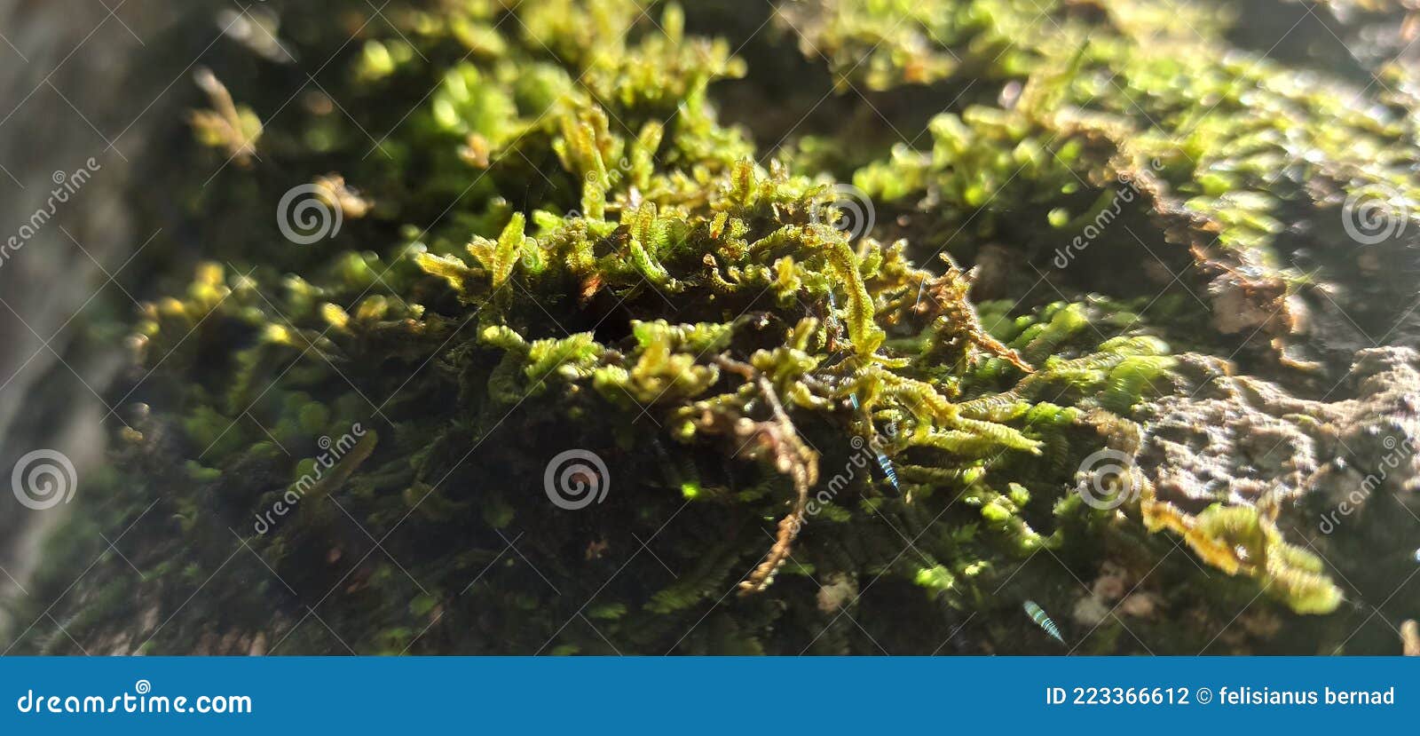 Moss Growing on Rubber Trees in the Borneo Forest Stock Photo - Image ...