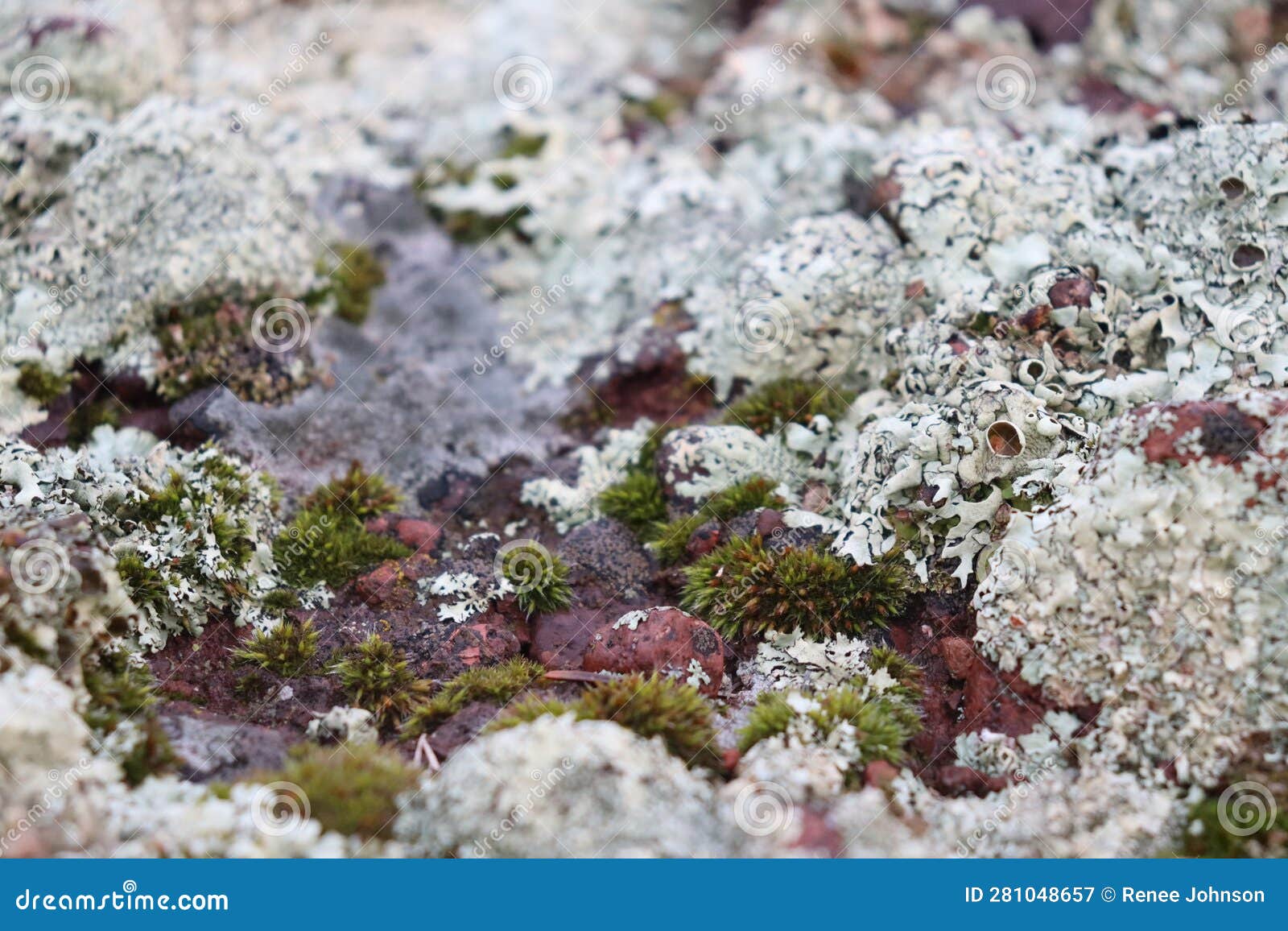 Moss Growing in Spring in Michigan Stock Image - Image of plant ...