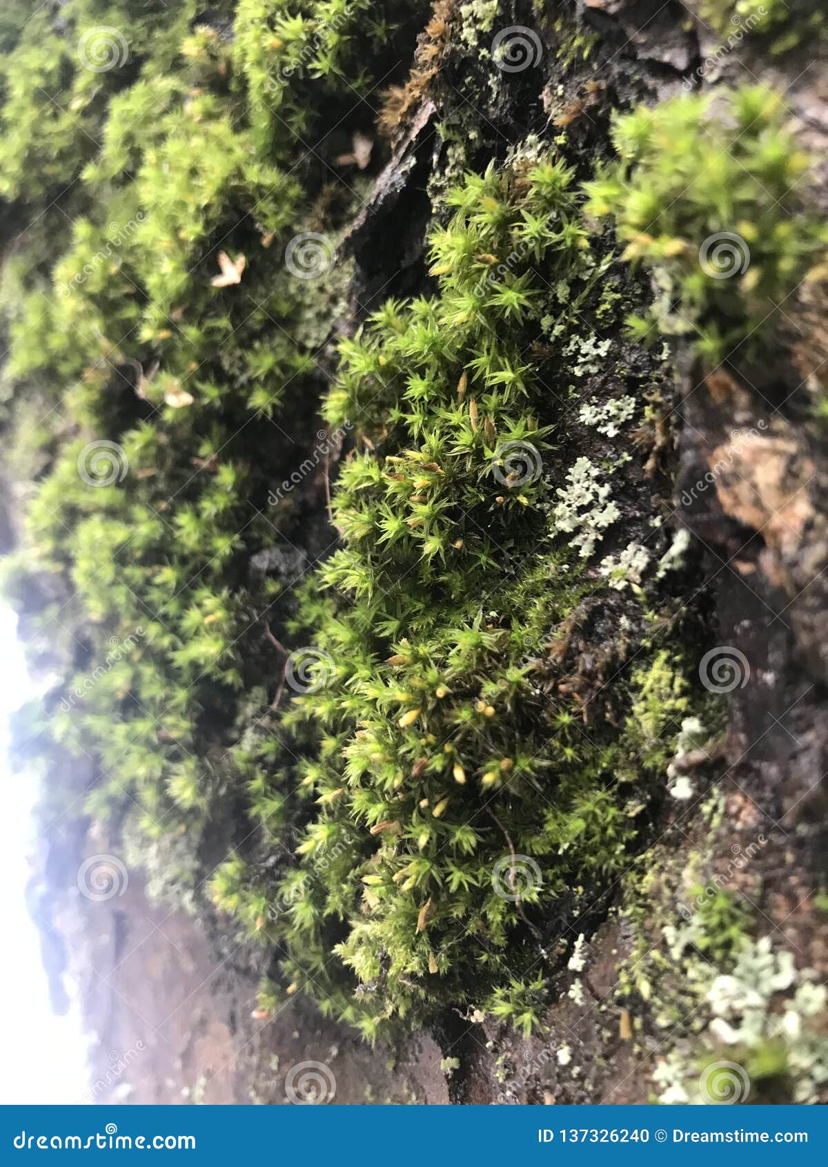 Moss growing on a tree stock photo. Image of eyesdomestic - 137326240