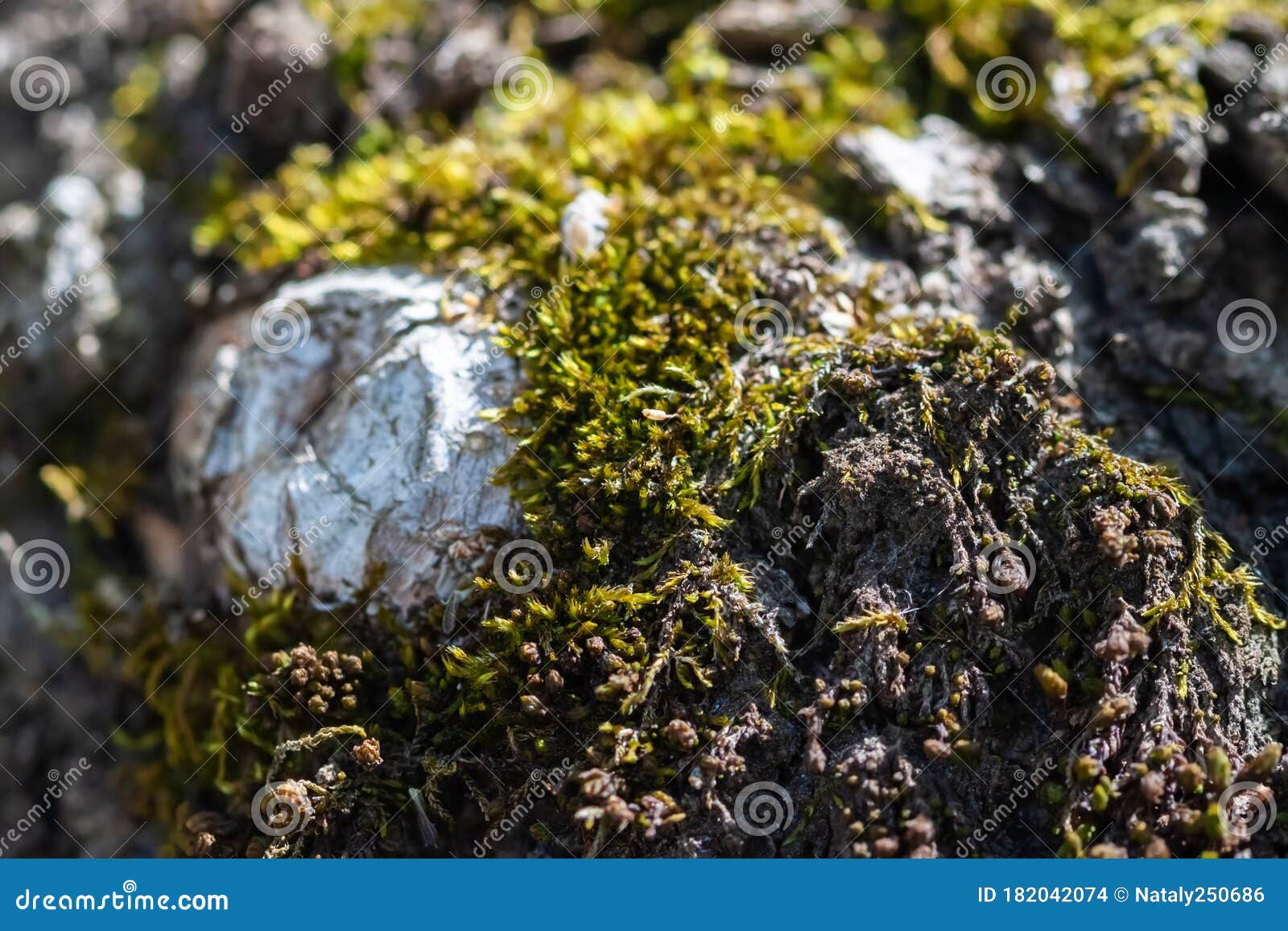 Moss Growing on a Tree Bark and Little Hollow Sprouting through it ...