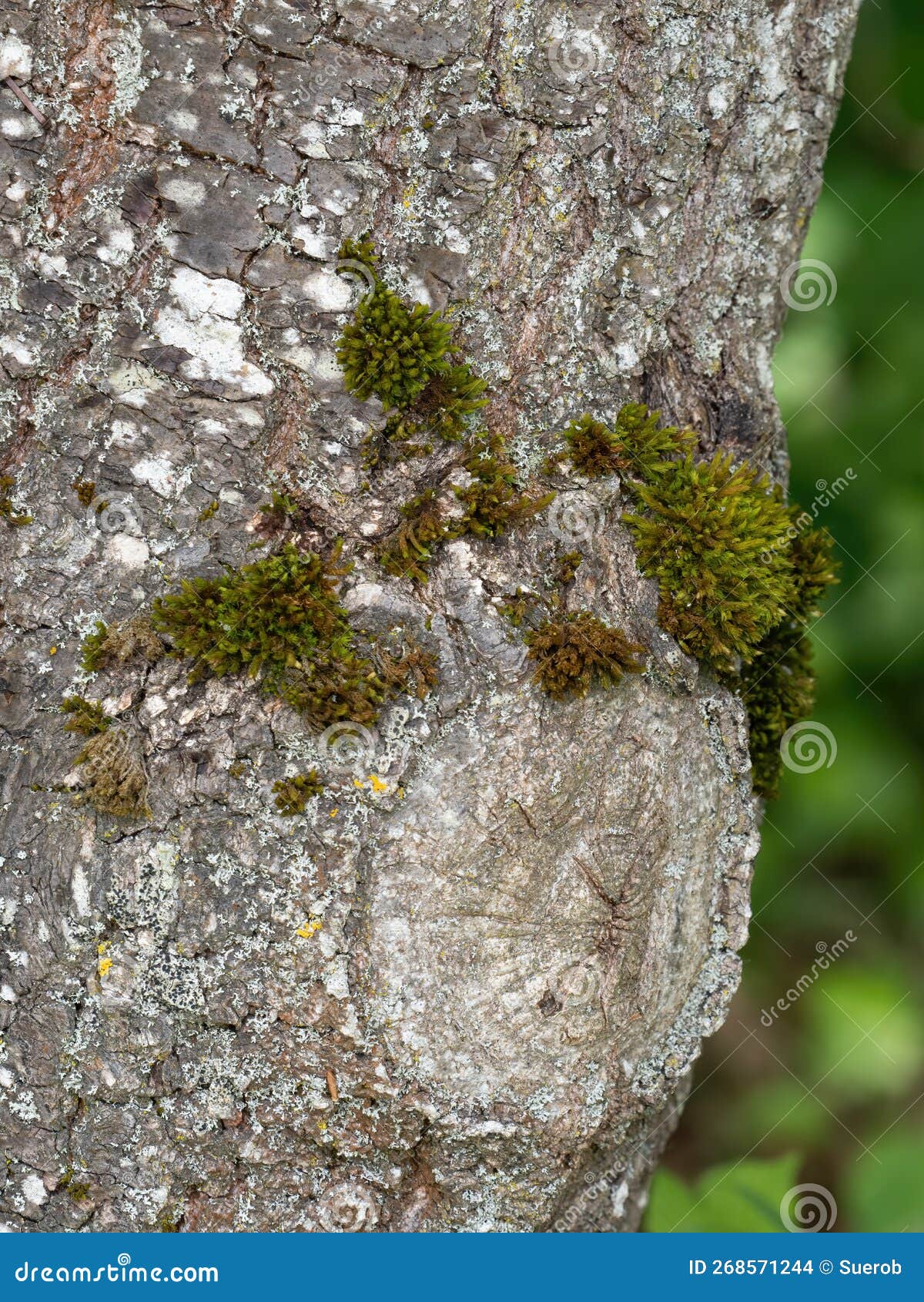 Moss Growing on Tree Bark stock photo. Image of moss - 268571244
