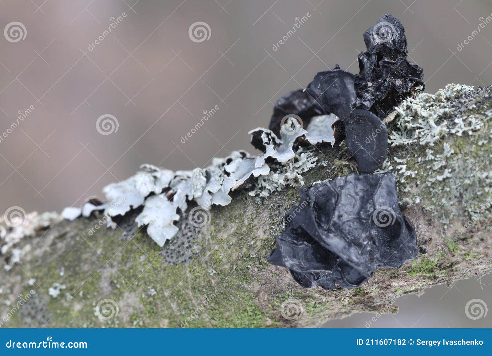Dry Moss on a Tree Branch in Winter. Stock Photo - Image of stone ...