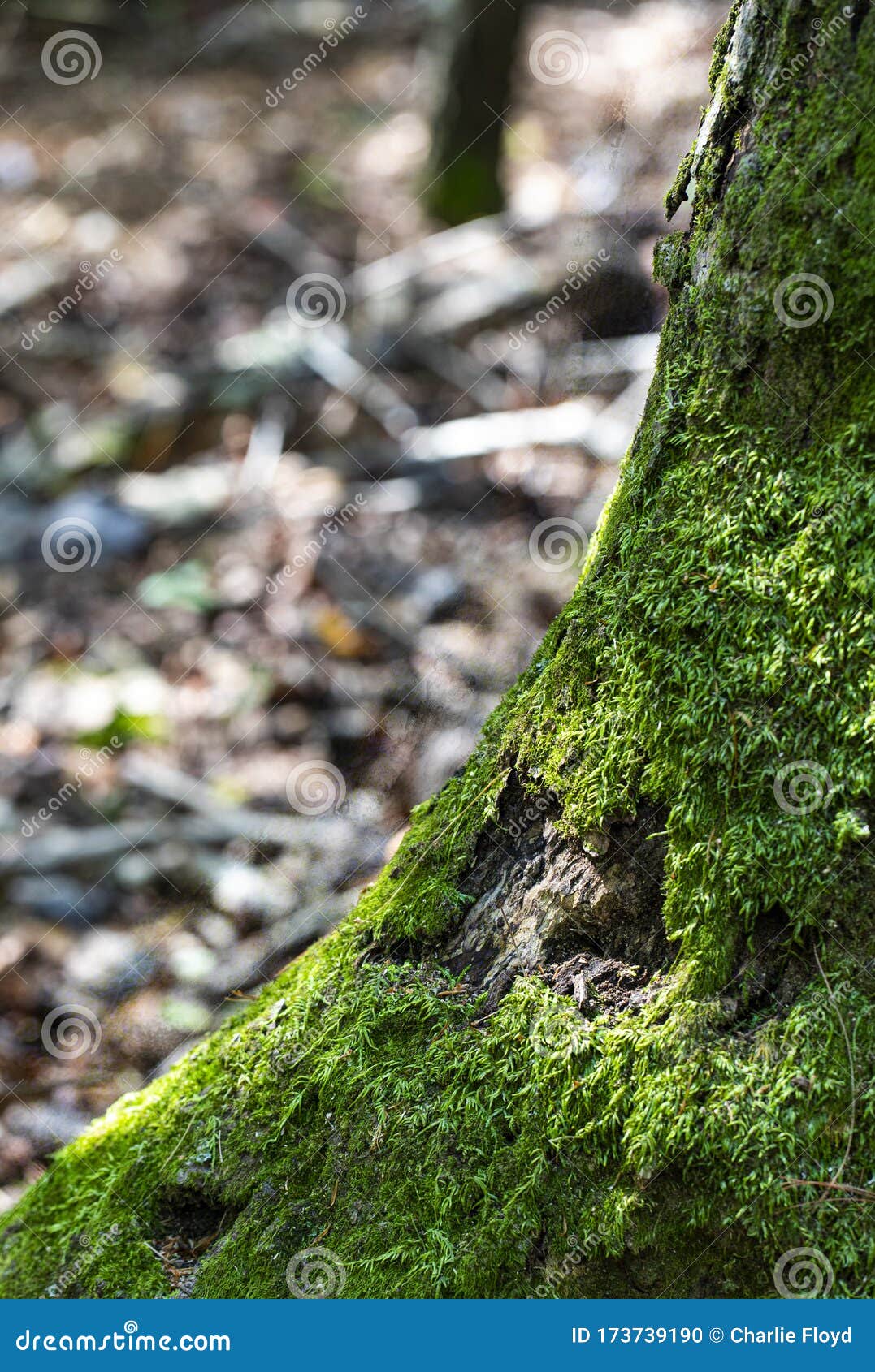 Moss Growing on Tree Trunk stock photo. Image of color - 173739190
