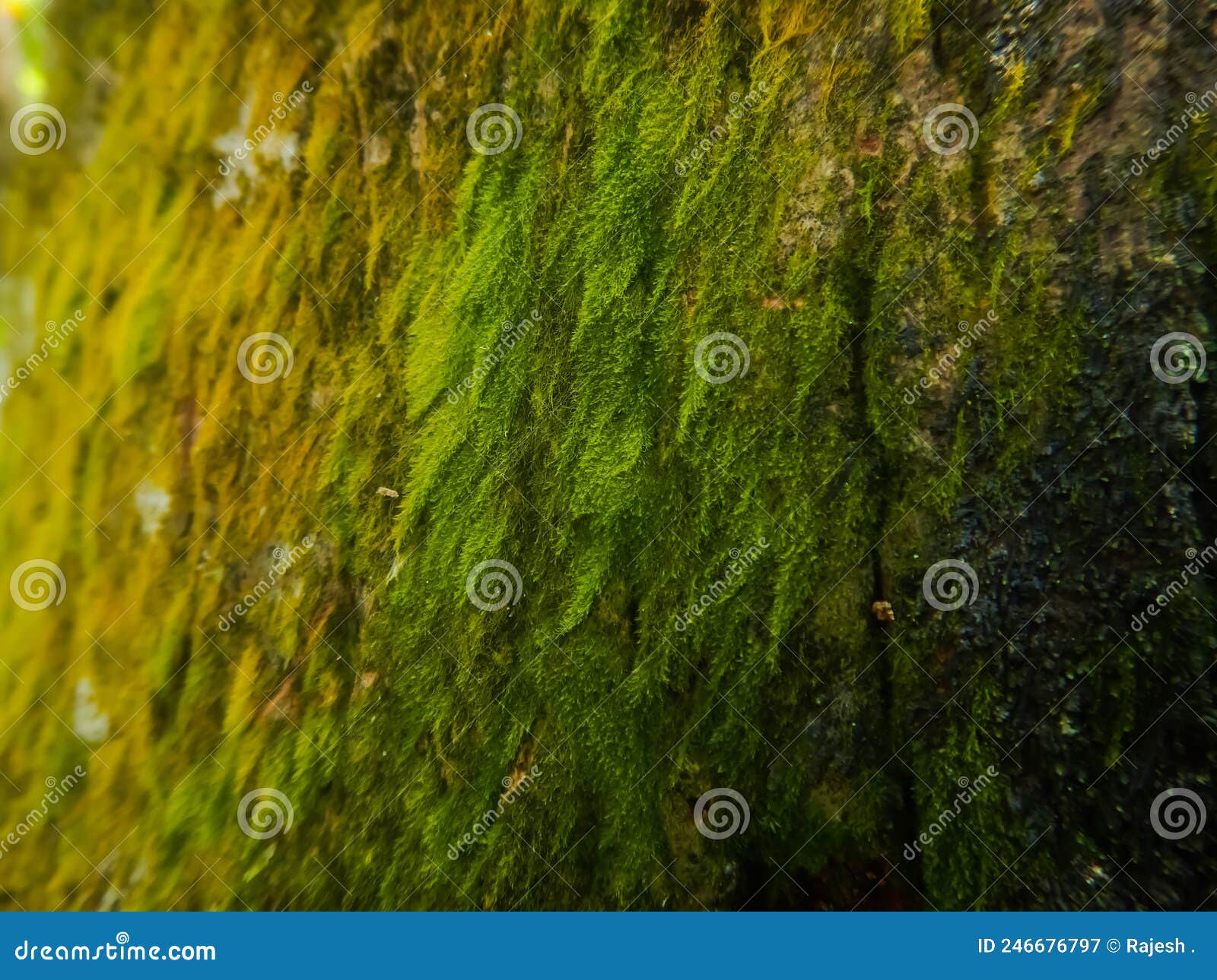 Moss Growing on a Tree, Green Beautiful Moss, Green Algae Stock Image ...