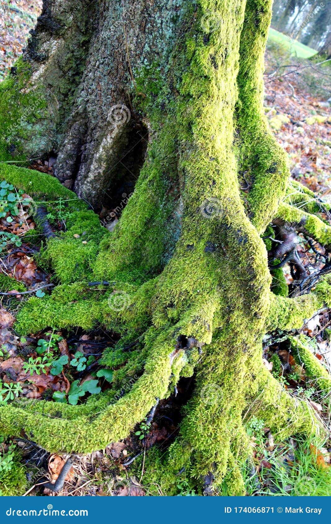 Moss Growing on Tree Roots stock image. Image of roots - 174066871