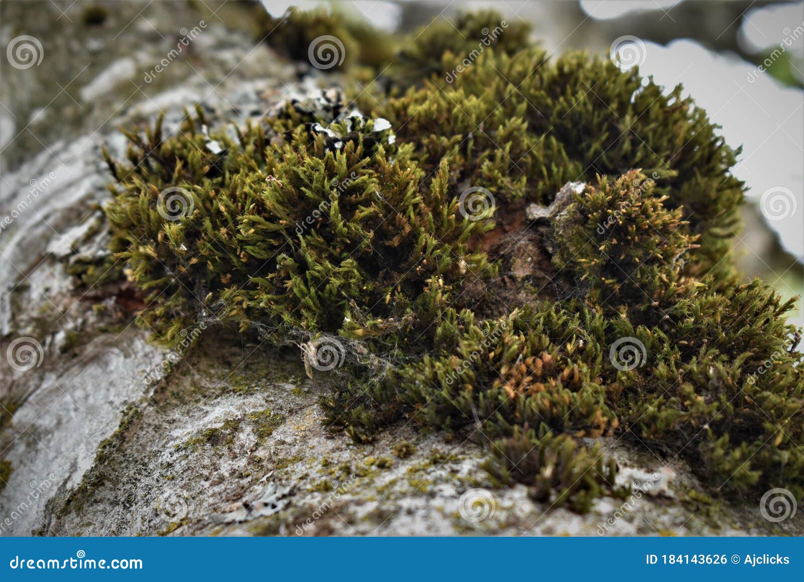 Moss growing on a tree stock photo. Image of moss, trunk - 184143626