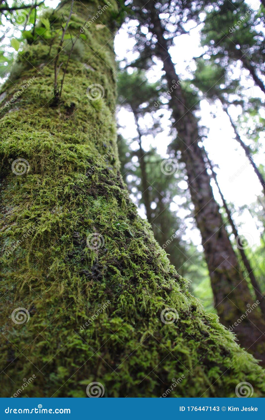 Moss growing on tree stock image. Image of decay, green - 176447143