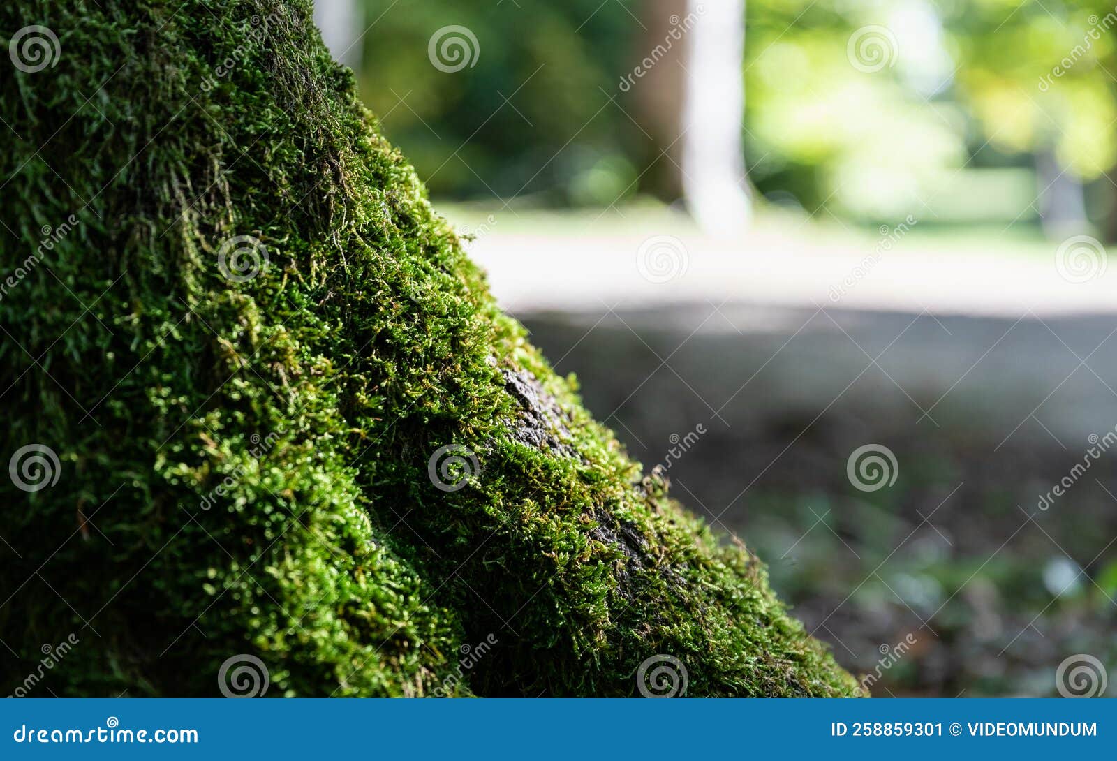 Moss Growing on a Tree Trunk Stock Image - Image of green, tree: 258859301