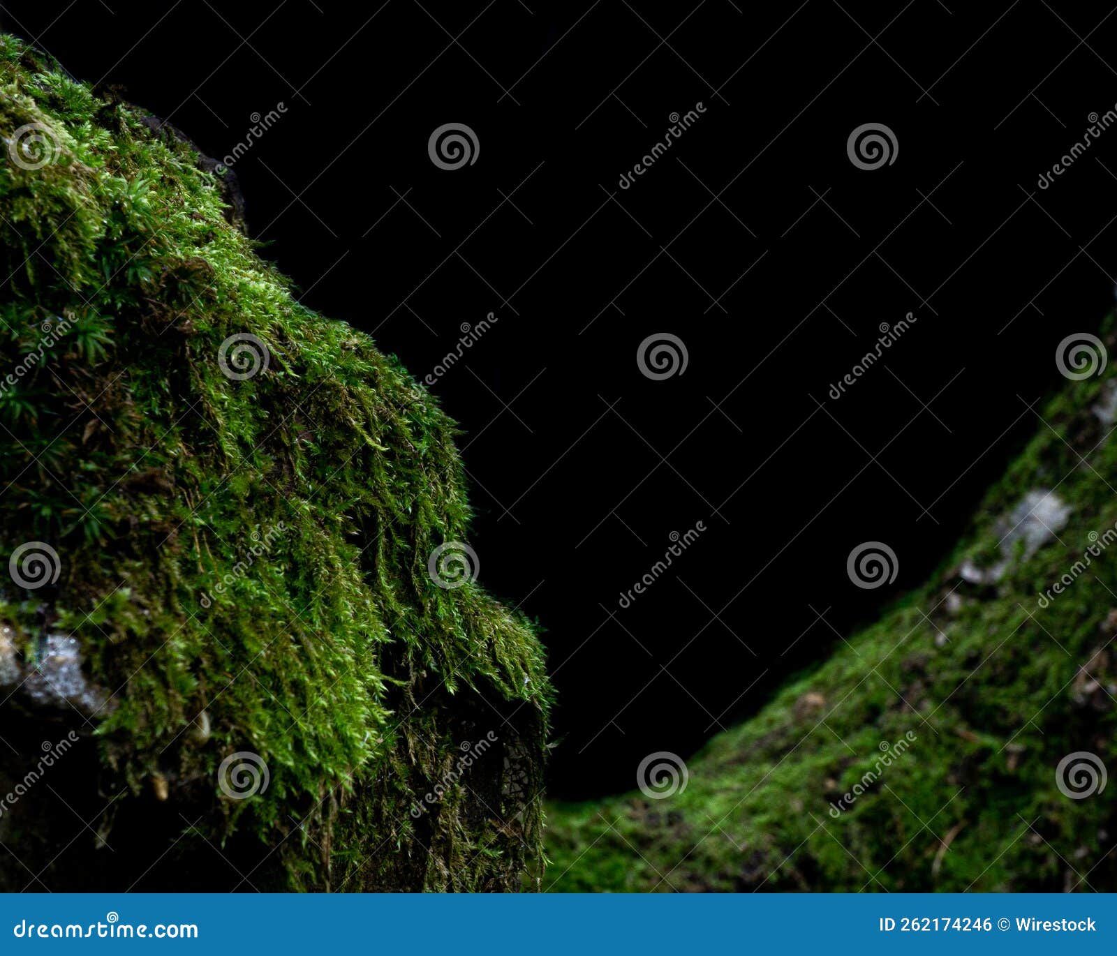 Moss-growing Trees with a Black Background Stock Photo - Image of ...