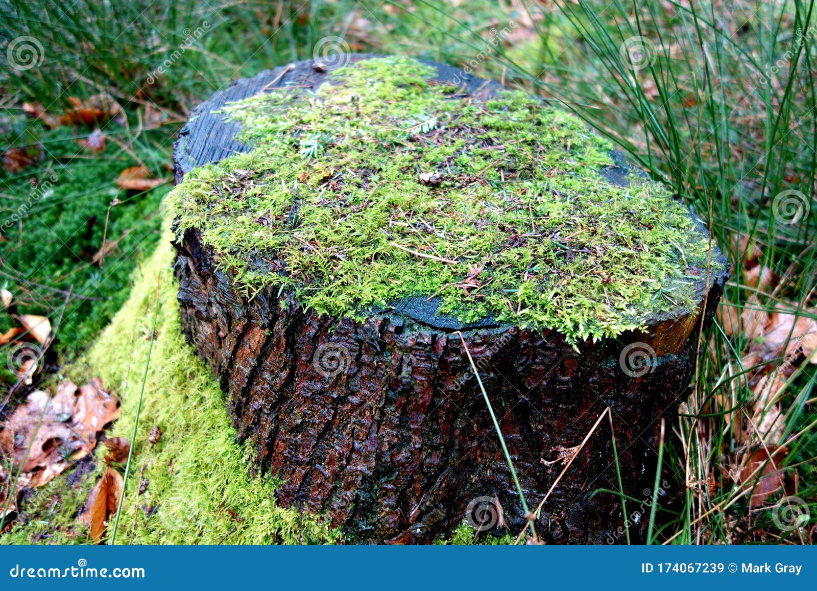 Moss Growing on a Wet Tree Stump Stock Image - Image of grass, green ...
