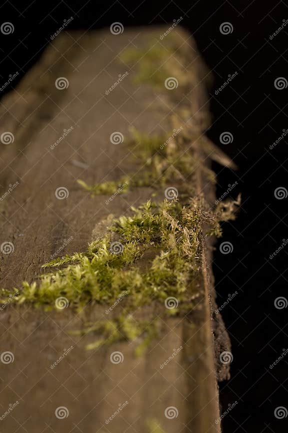 Moss growing on wood stock image. Image of grow, moist - 8125785