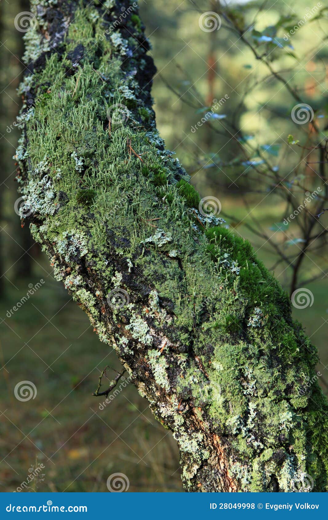 The moss-grown birch tree stock photo. Image of clump - 28049998