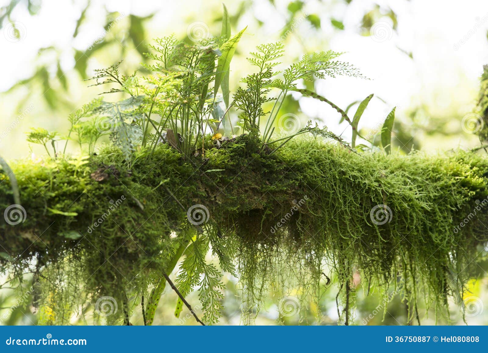 Moss-grown Branch in Rainforest of Uganda Stock Image - Image of tree ...