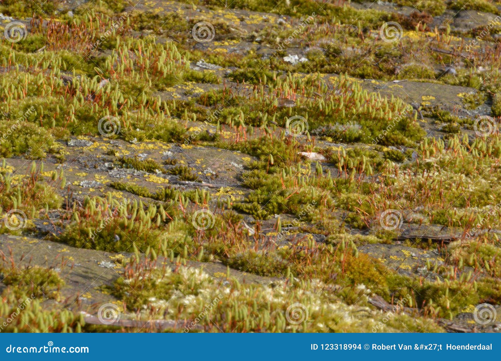 Moss Grown on a Stone stock photo. Image of growth, moss - 123318994