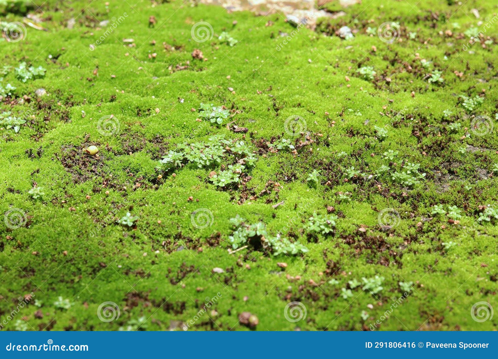 Moss that Grows on the Area with Humidity Stock Photo - Image of fresh ...