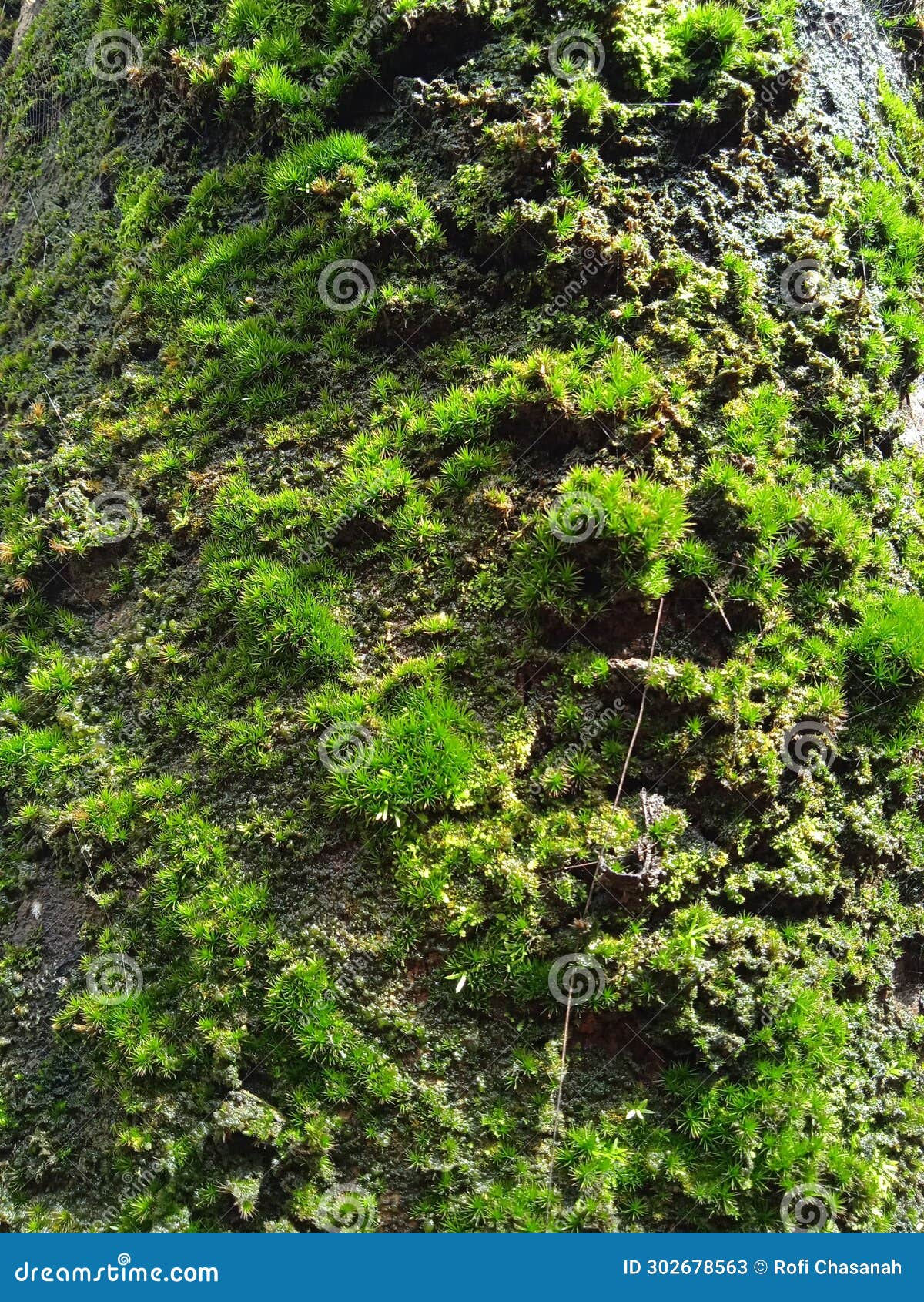 Moss that Grows on the Bark of Clove Trees Stock Image - Image of grows ...