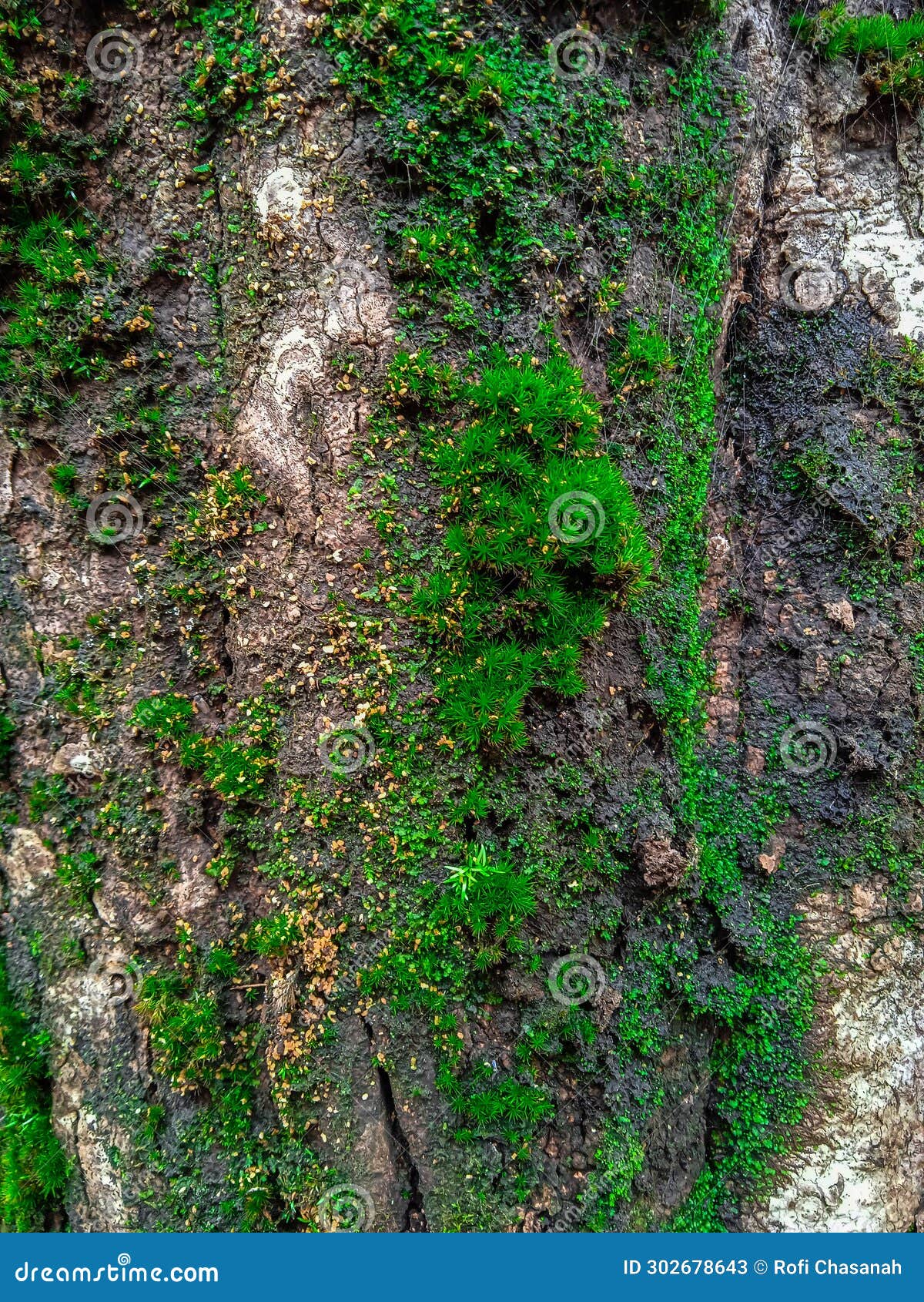 Moss that Grows on the Bark of Clove Trees Stock Image - Image of clove ...