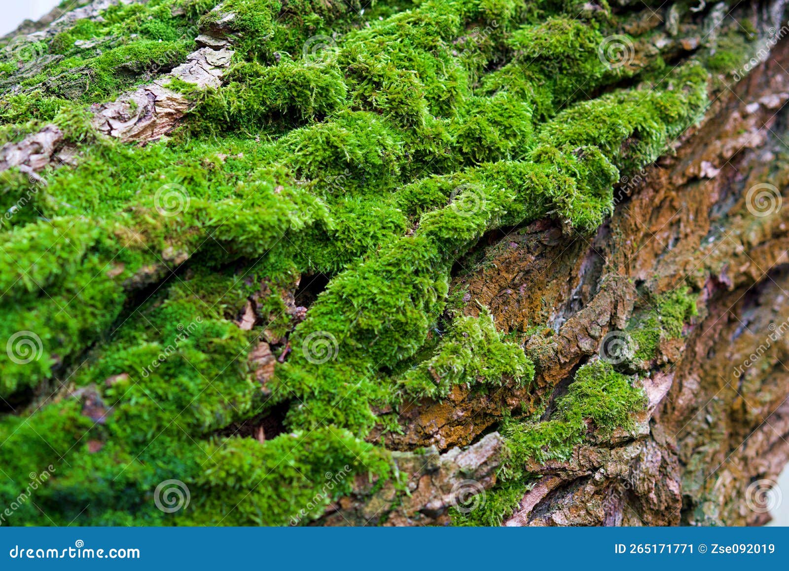 Moss Grows on the Bark of a Tree Stock Image - Image of grass ...