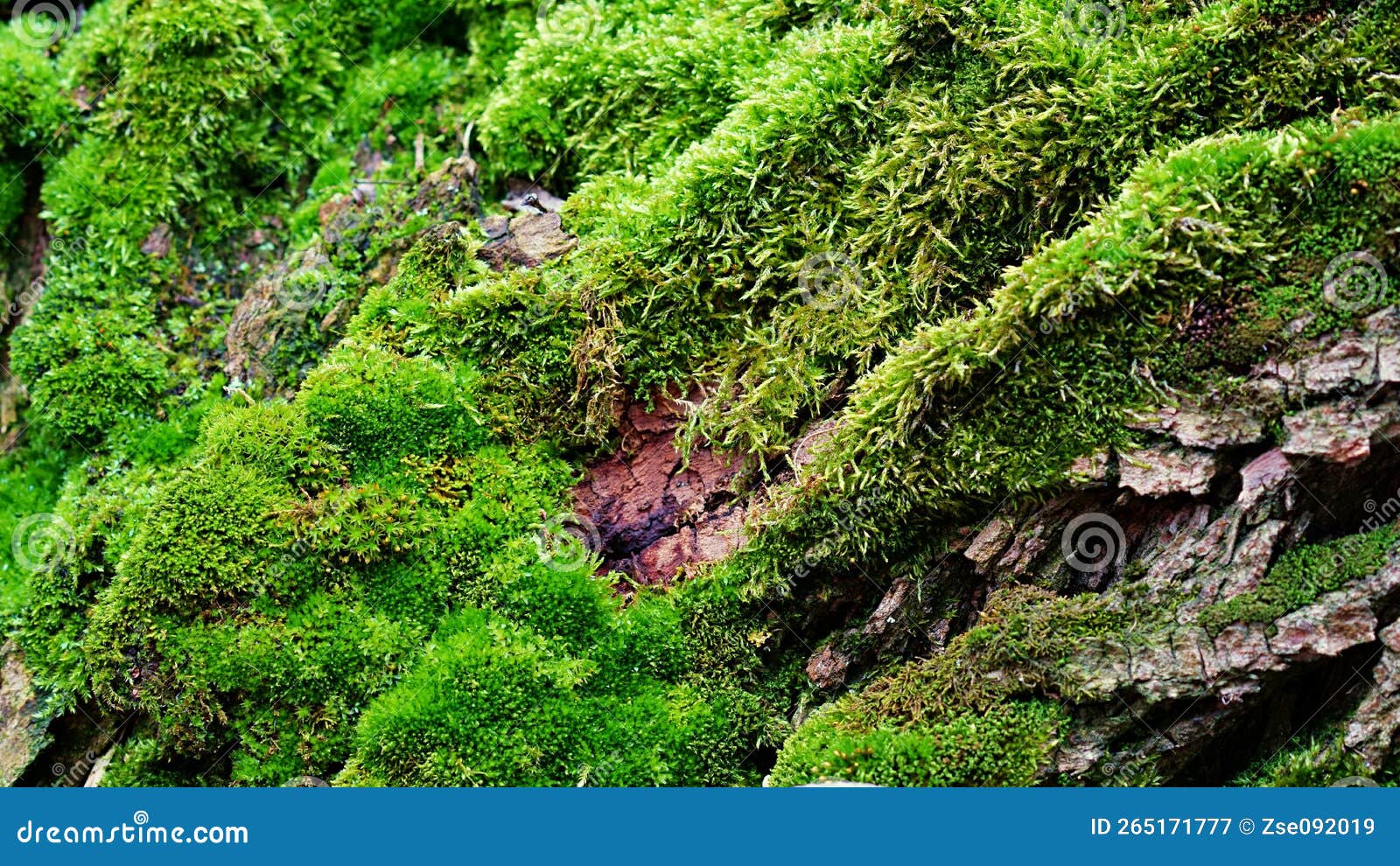 Moss Grows on the Bark of a Tree Stock Image - Image of flower, wood ...