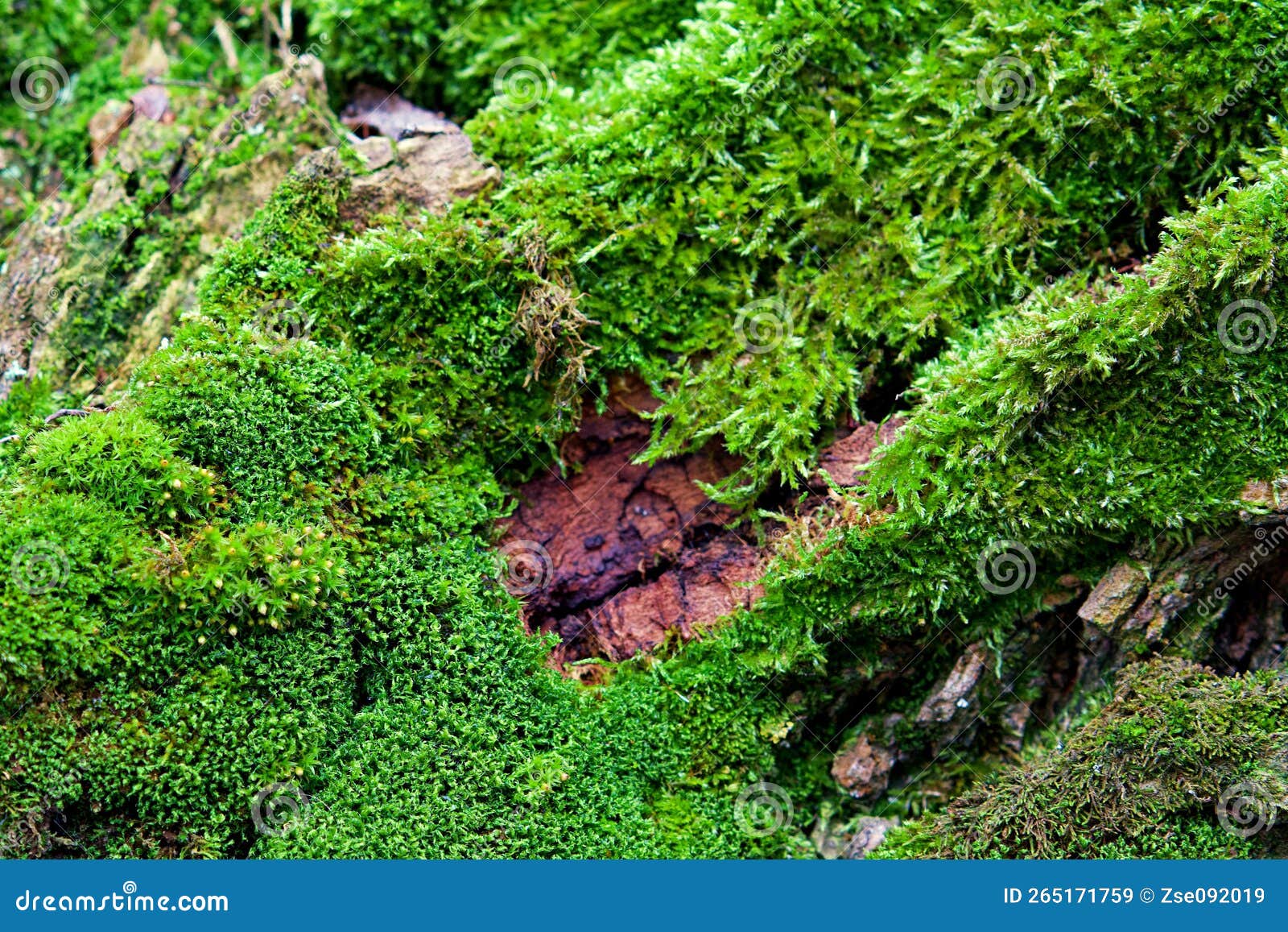 Moss Grows on the Bark of a Tree Stock Image - Image of soil, travel ...