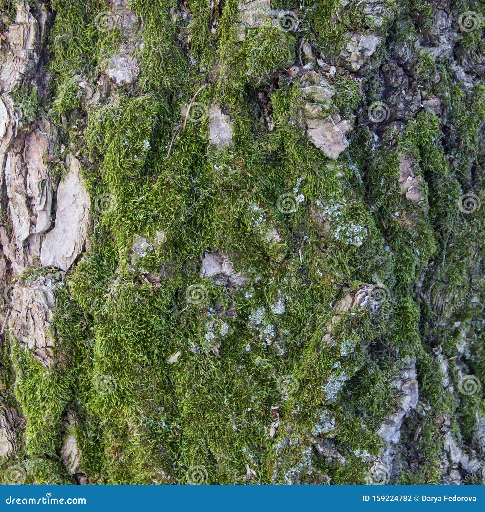 Moss Grows Heavily on the Bark of Tree Stock Photo - Image of abstract ...
