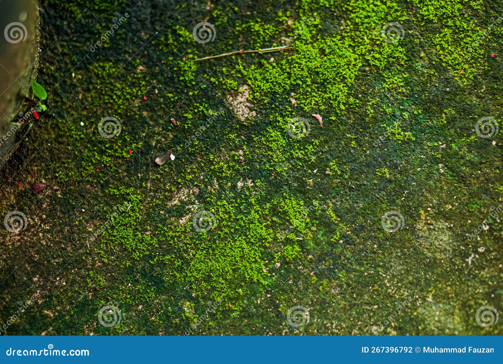 Moss that Grows in Moist Soil Stock Photo - Image of fresh, flower ...
