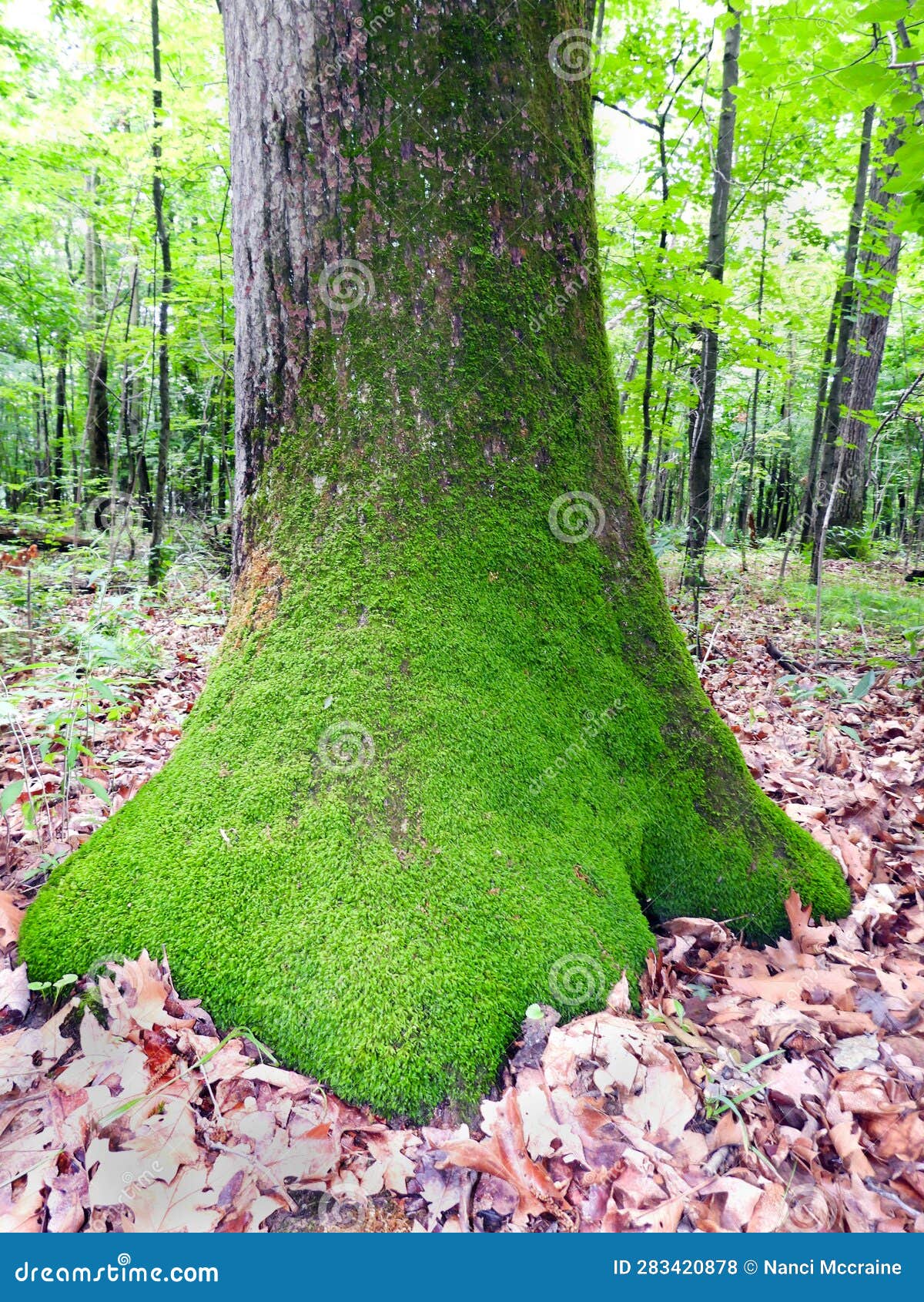 Moss Grows on North Side of Trees at Bell Station Cayuga Lake Stock ...