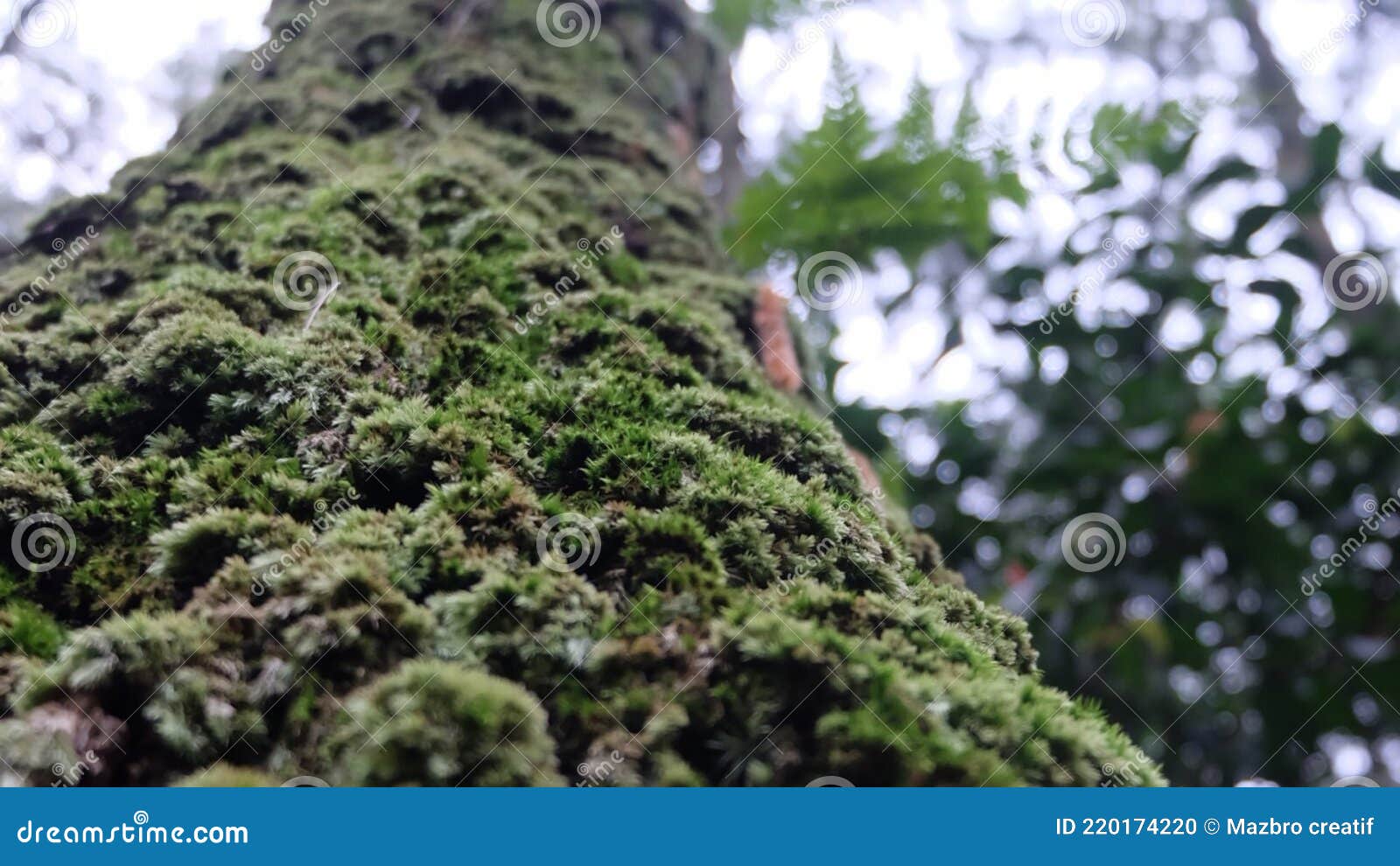 Moss that Grows on Pine Tree Trunks Gives an Aesthetic Impression of ...