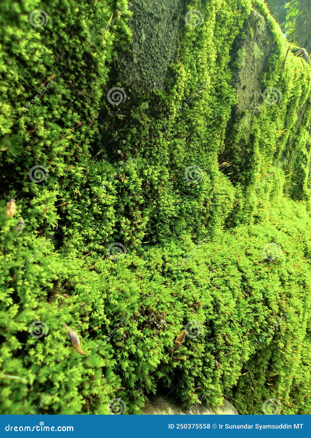 Moss Grows on Rocks, Soil in the Forest Stock Photo - Image of soil ...