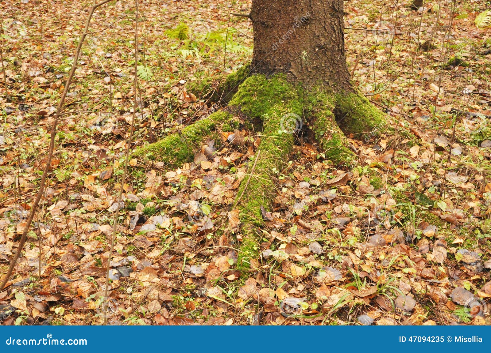 Moss Grows on the Roots of a Tree Stock Image - Image of root, leaf ...