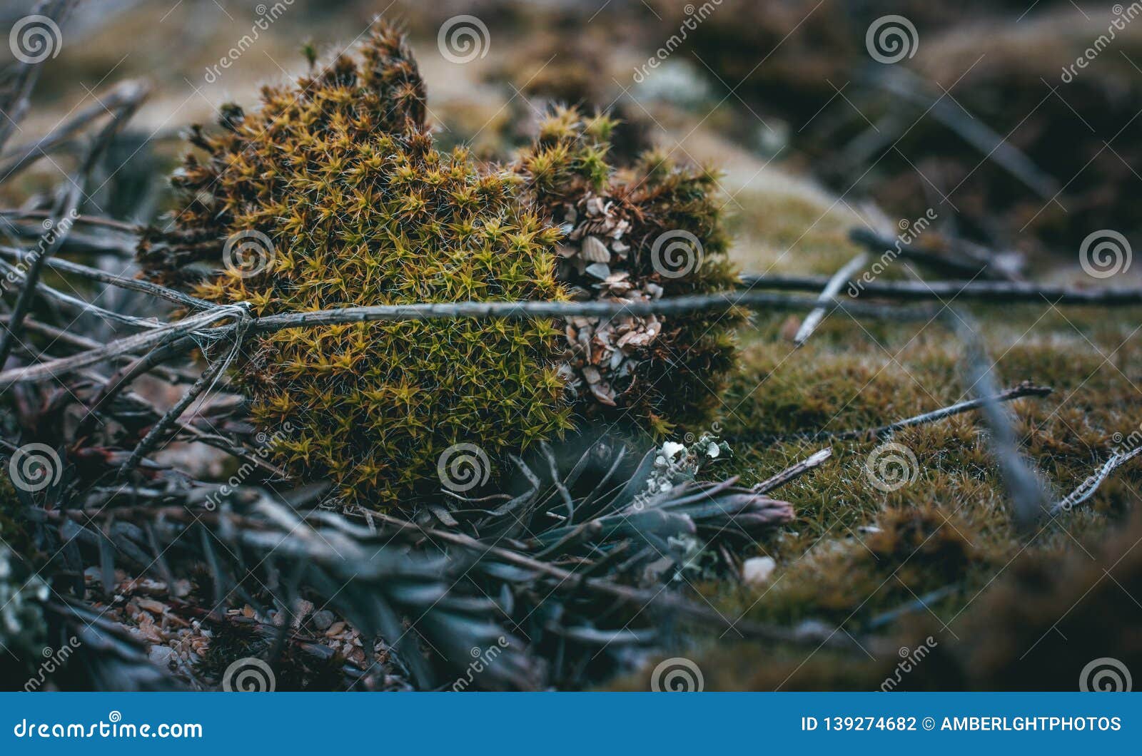Moss Grows on Sand with Shells among Other Plants Stock Photo - Image ...